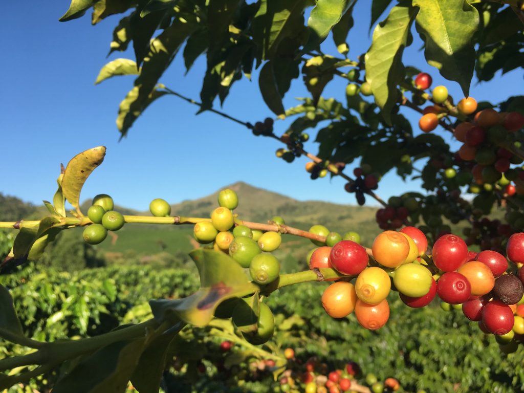 Can You Grow Coffee in the US – BACKYARD CEDARS
